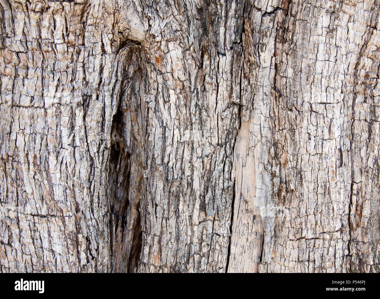 Olive tree bark hi-res stock photography and images - Alamy