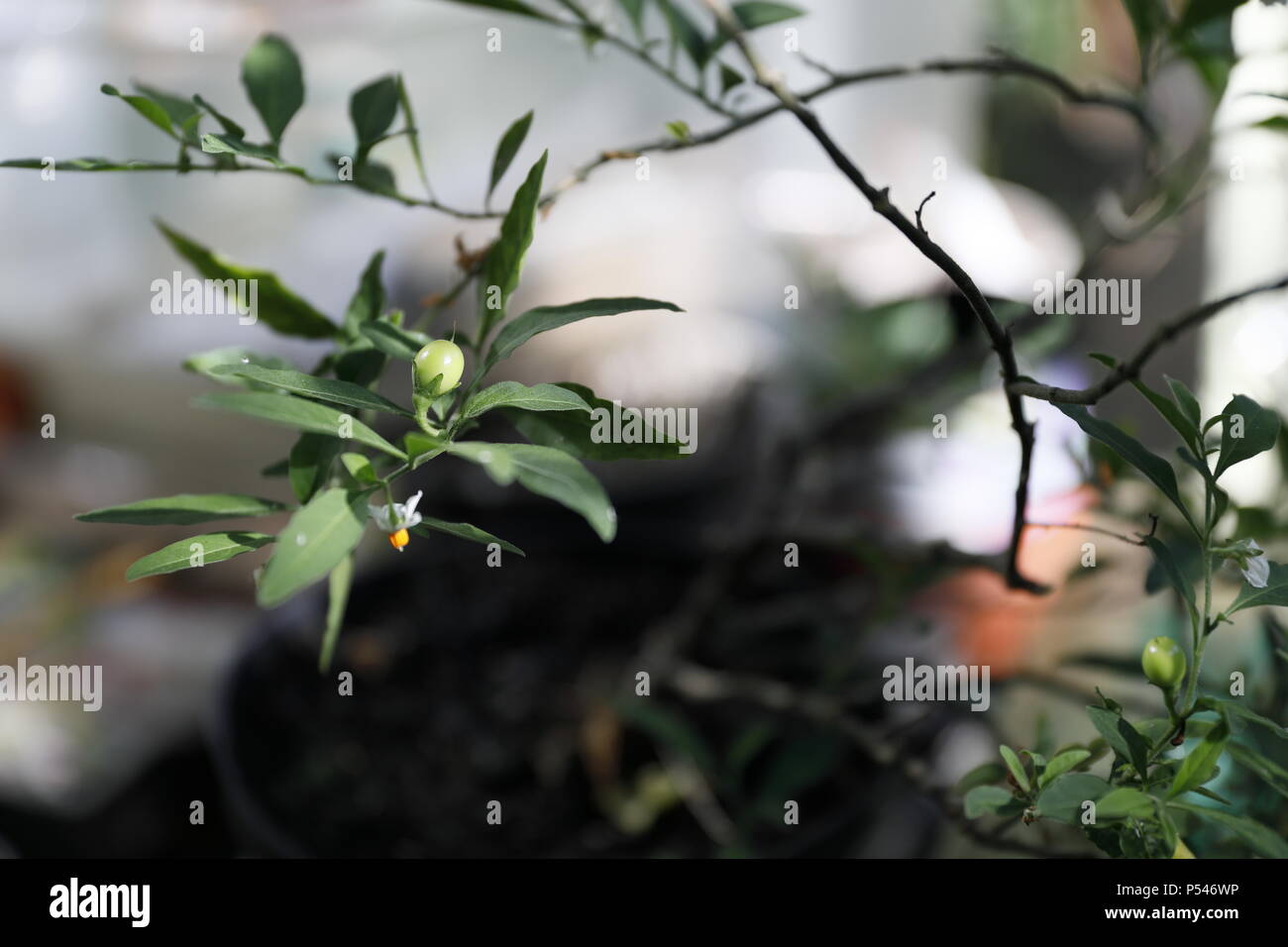 Garden plant life Stock Photo - Alamy