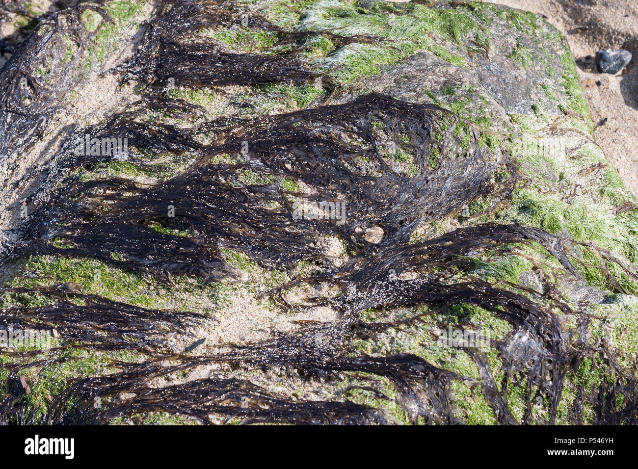 Green algae on rock hi-res stock photography and images - Alamy