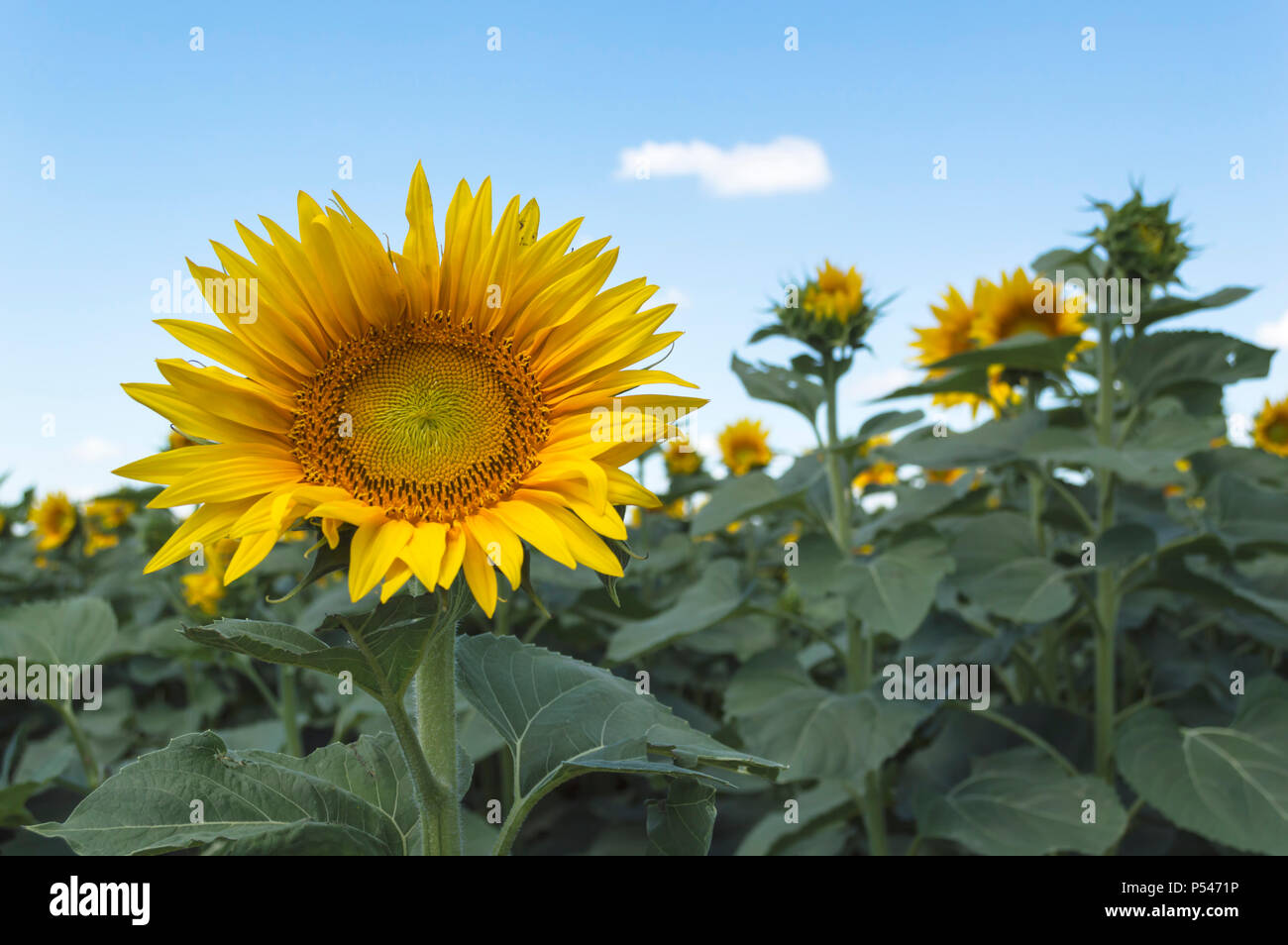 Blooming sunflowers in the field with blue sky and white clouds in the background, agricultural ...