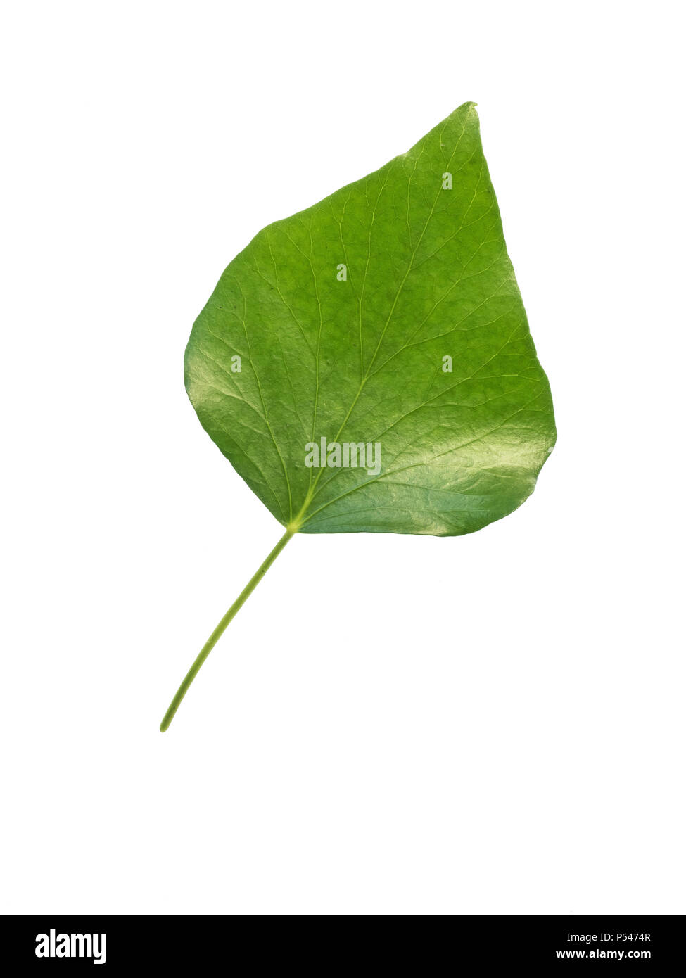 Template cut out Cut Out Stock Images & Pictures - Alamy