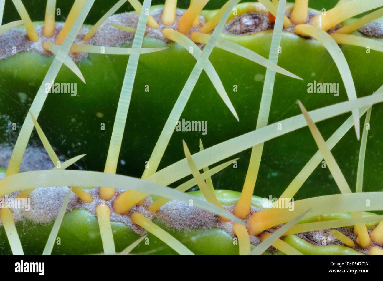 Horizontal lines of plant hi-res stock photography and images - Alamy