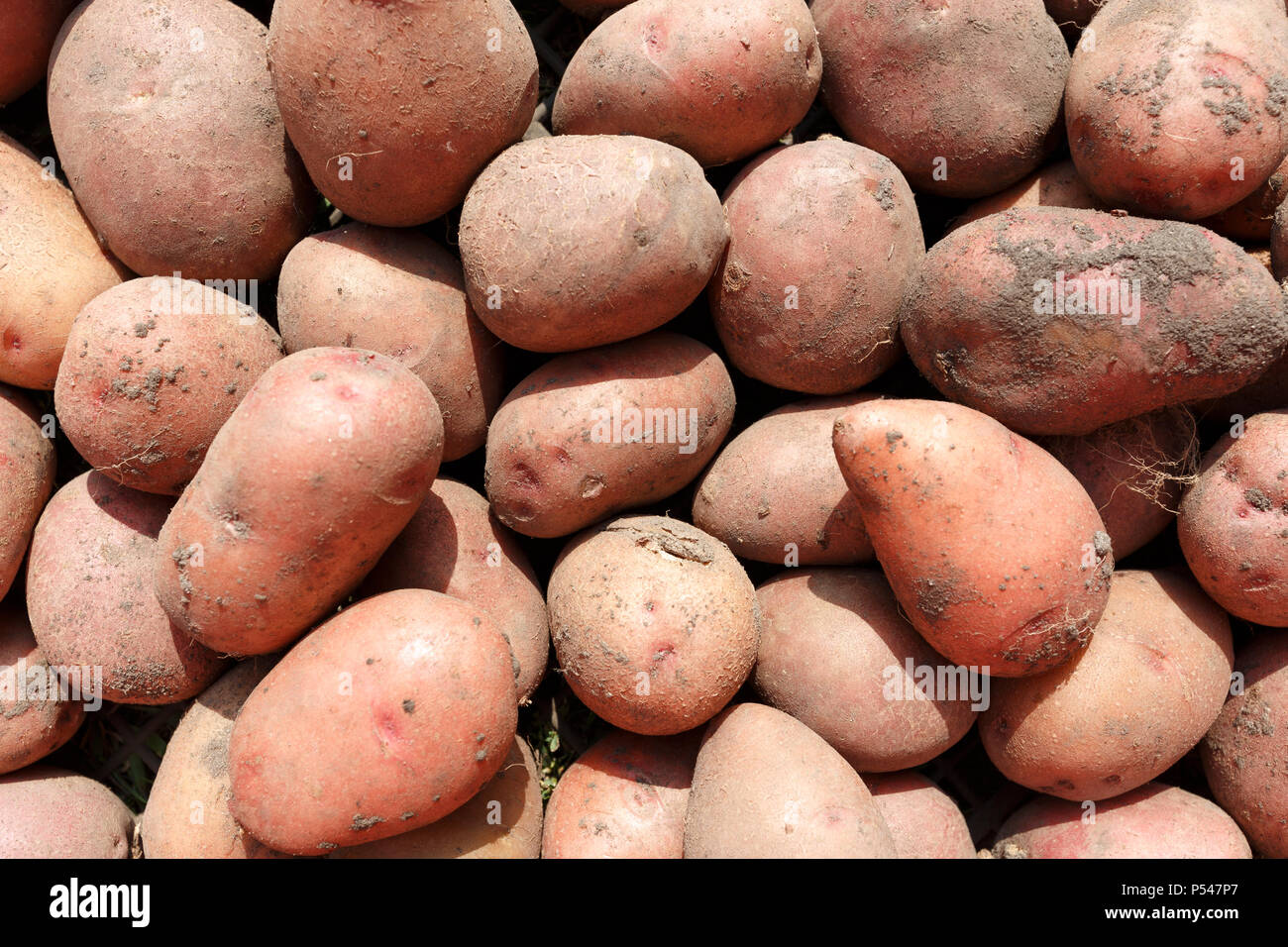 potato crop close-up, washed farm potatoes, space for text Stock Photo ...