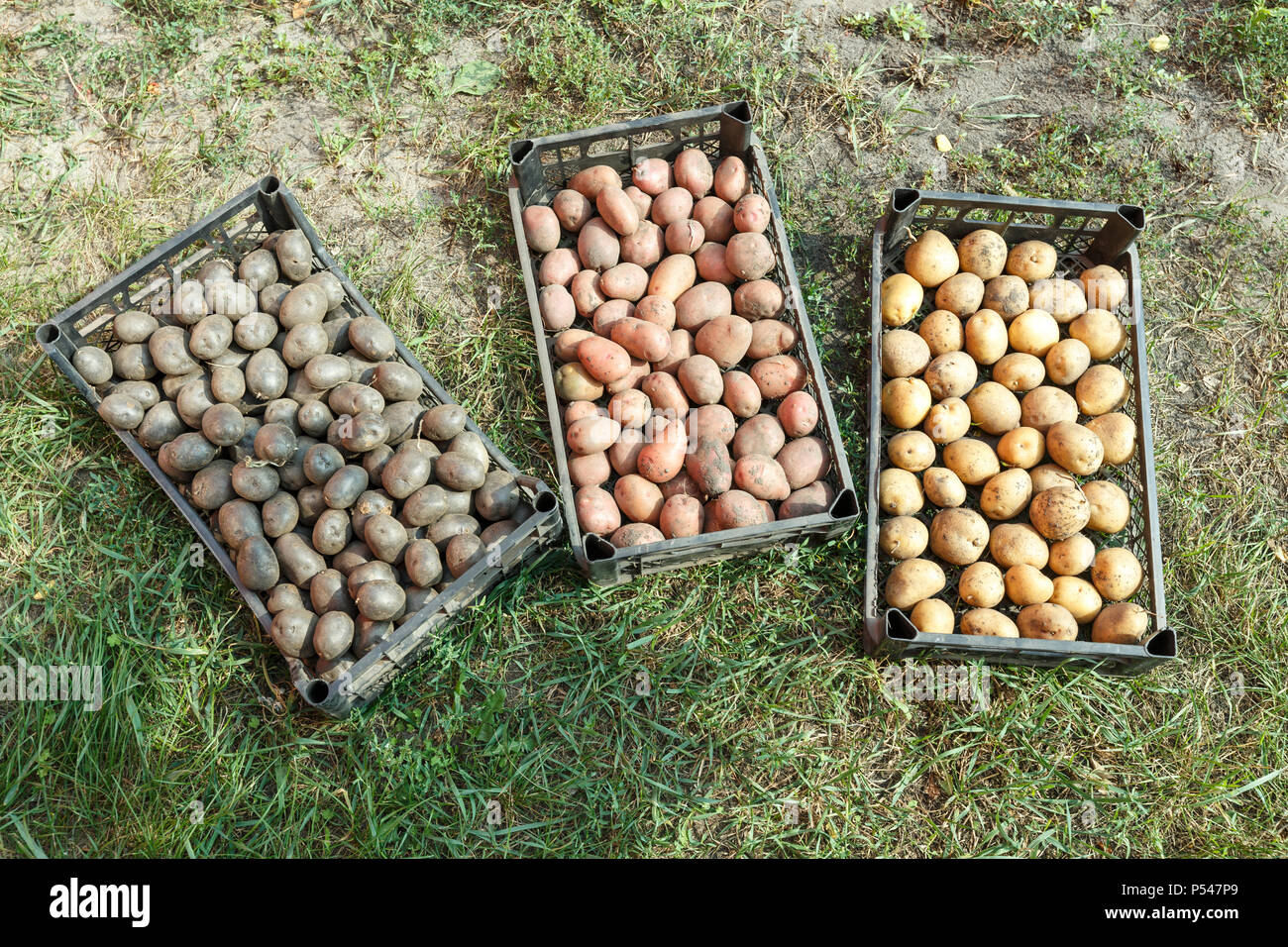 potato crop of different varieties close-up, washed farm potatoes ...