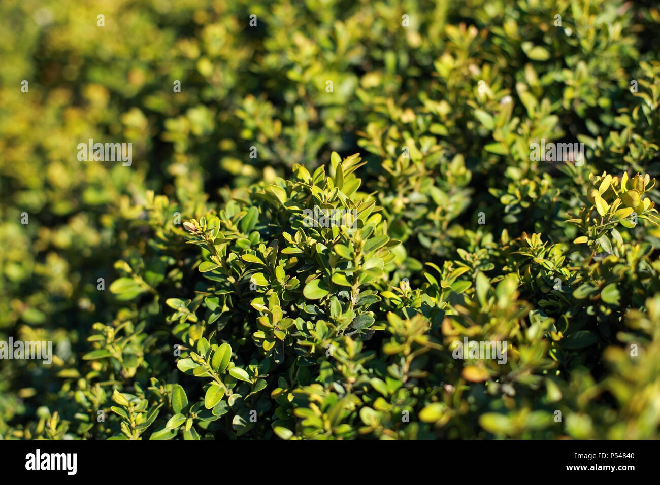 Boxwood hedge hi-res stock photography and images - Alamy