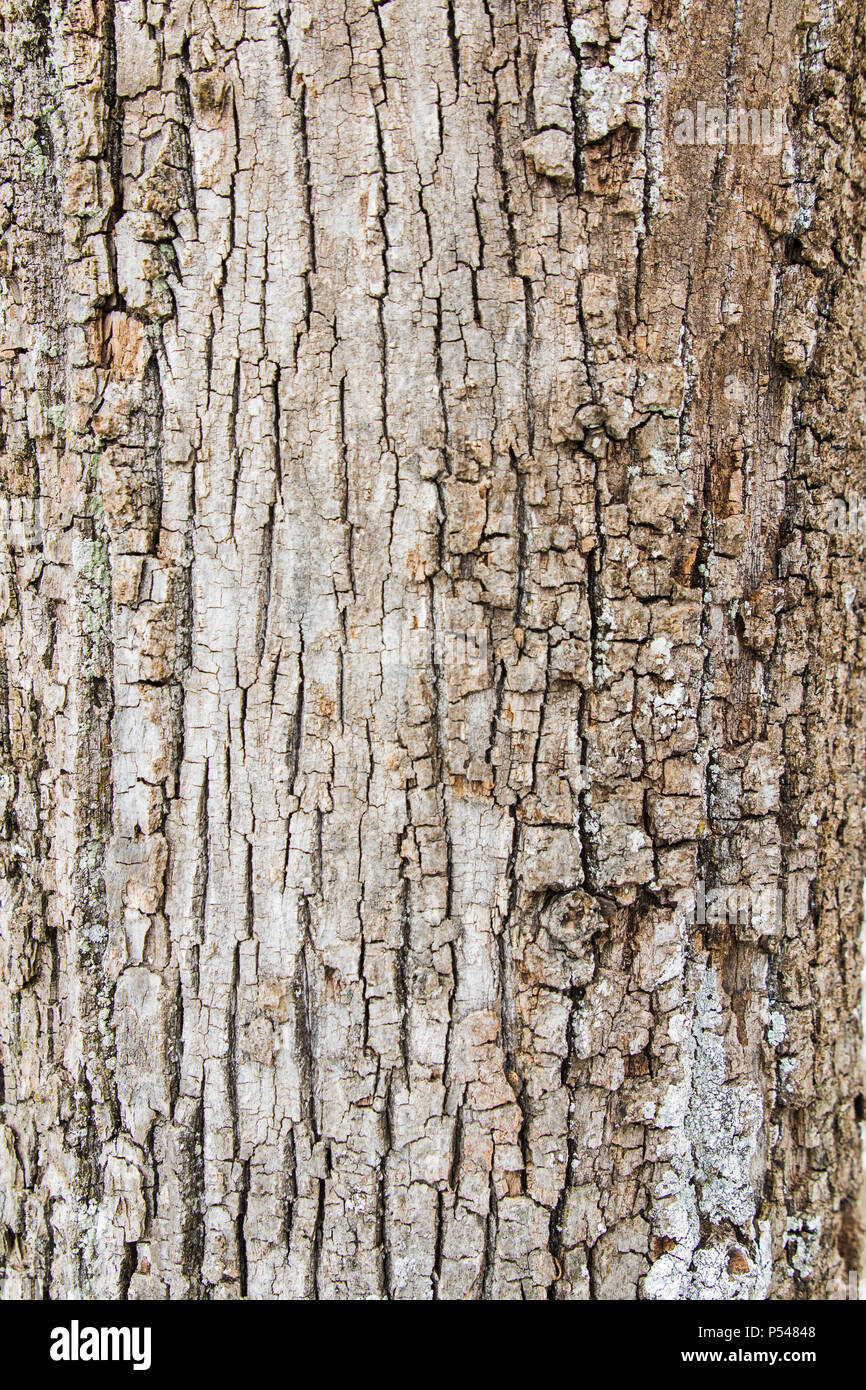Closeup Rough tree bark. Wood textures background Stock Photo - Alamy