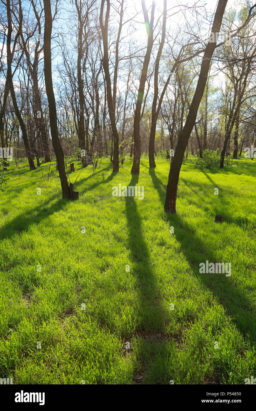 Trees and green grass in the park in spring Stock Photo - Alamy
