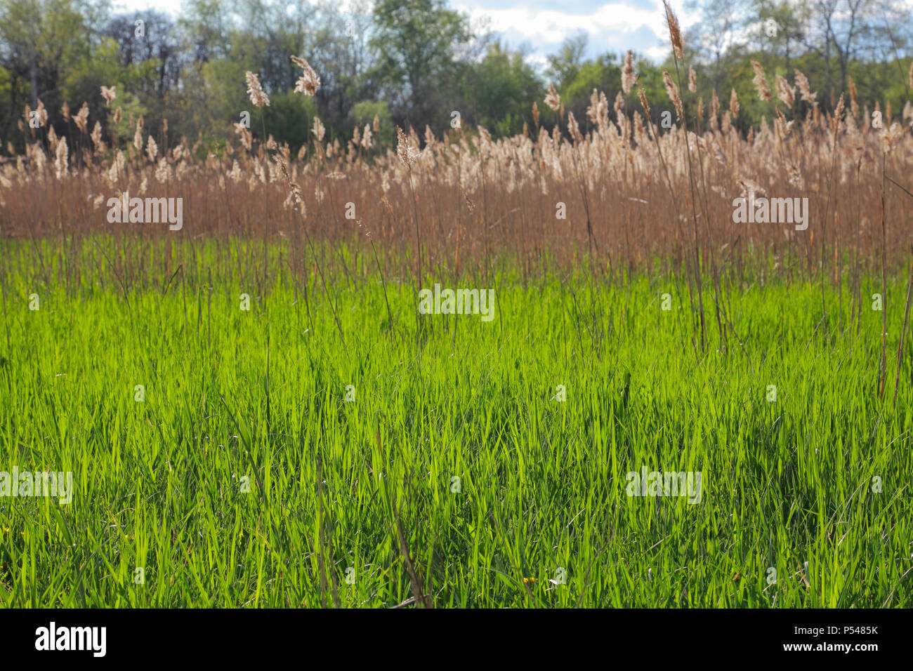 Close up vegetation hi-res stock photography and images - Alamy