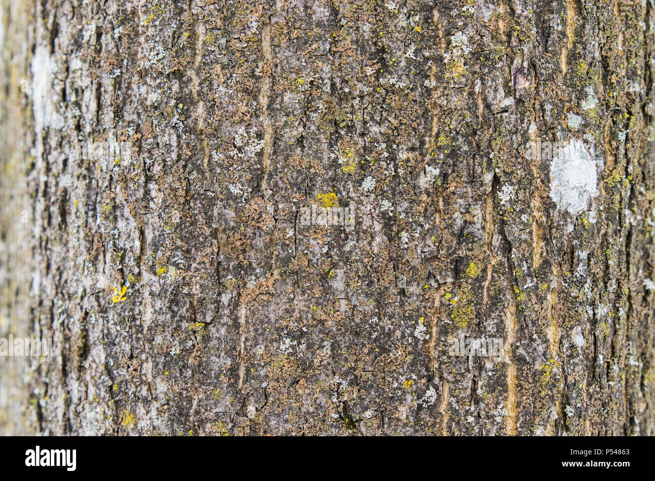 Closeup Rough tree bark. Wood textures background Stock Photo - Alamy