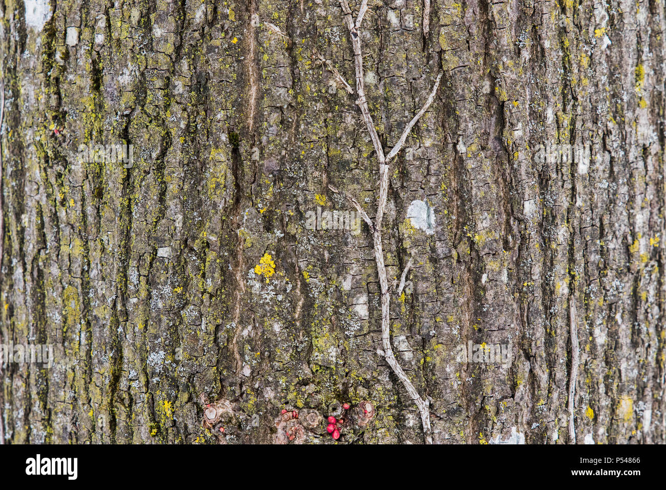 Closeup Rough tree bark. Wood textures background Stock Photo - Alamy