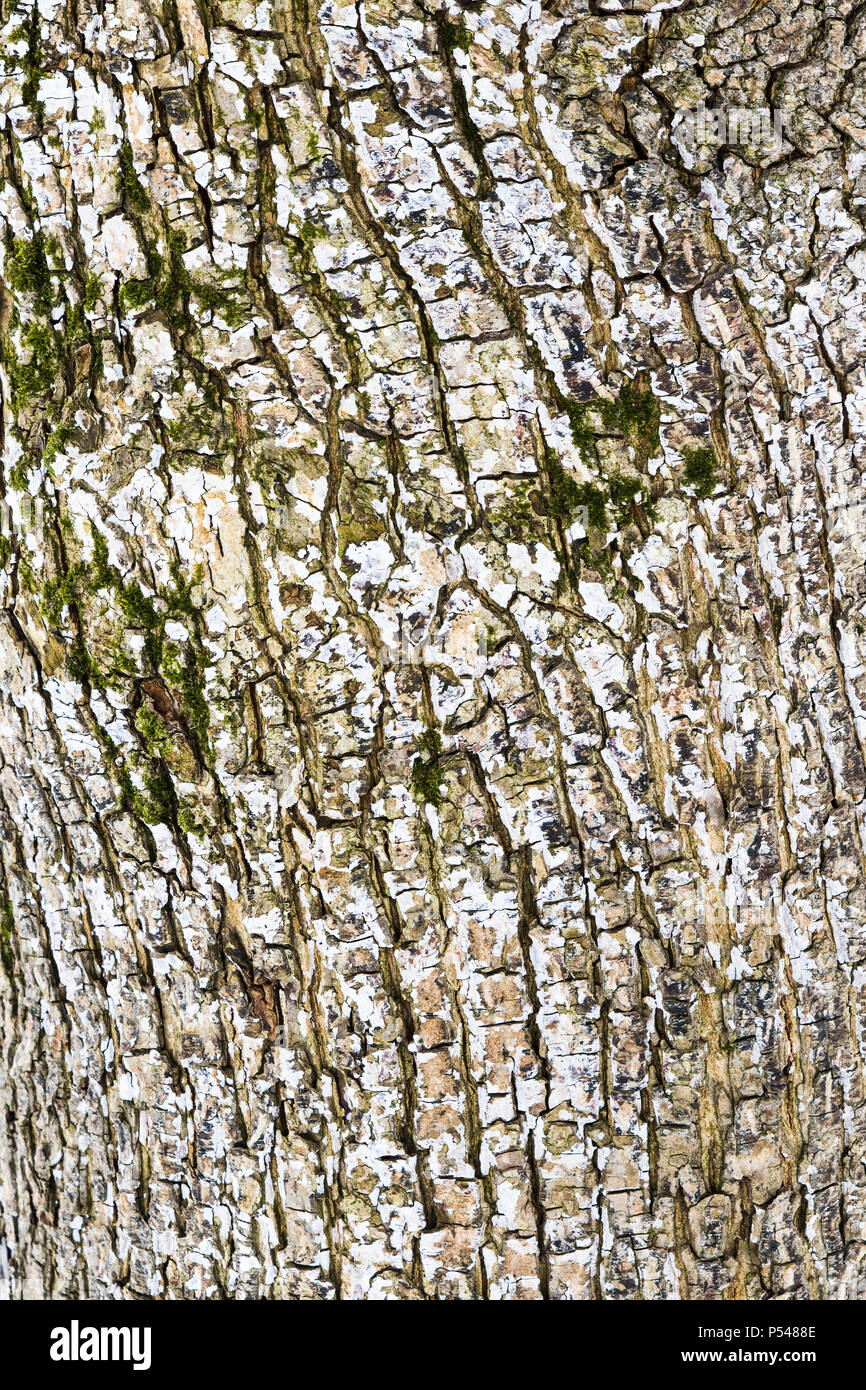 Closeup Rough tree bark. Wood textures background Stock Photo - Alamy