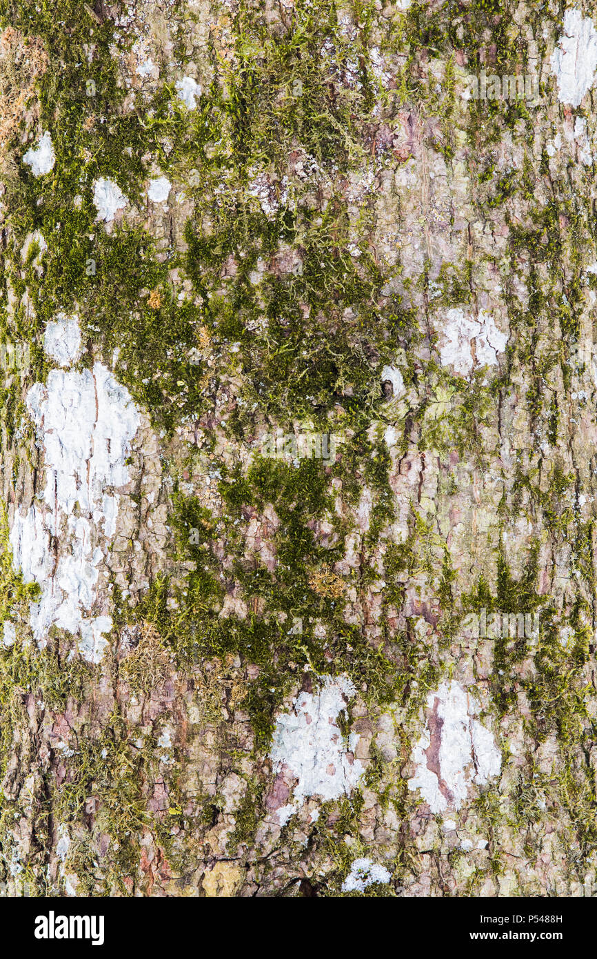 Closeup Rough tree bark. Wood textures background Stock Photo - Alamy