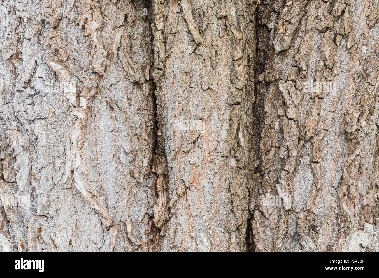 Closeup Rough tree bark. Wood textures background Stock Photo - Alamy