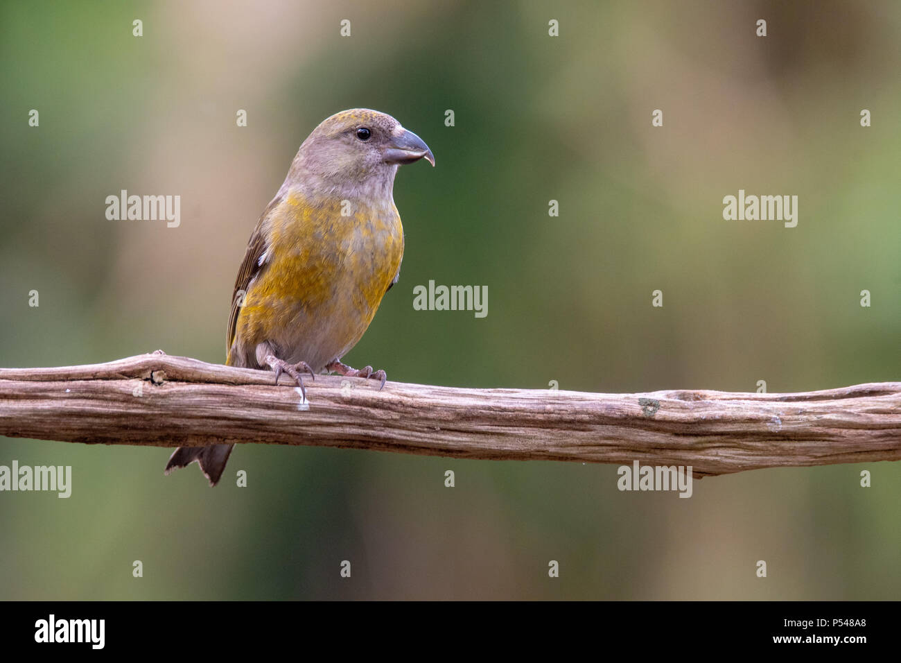 Female crossbill hi-res stock photography and images - Alamy