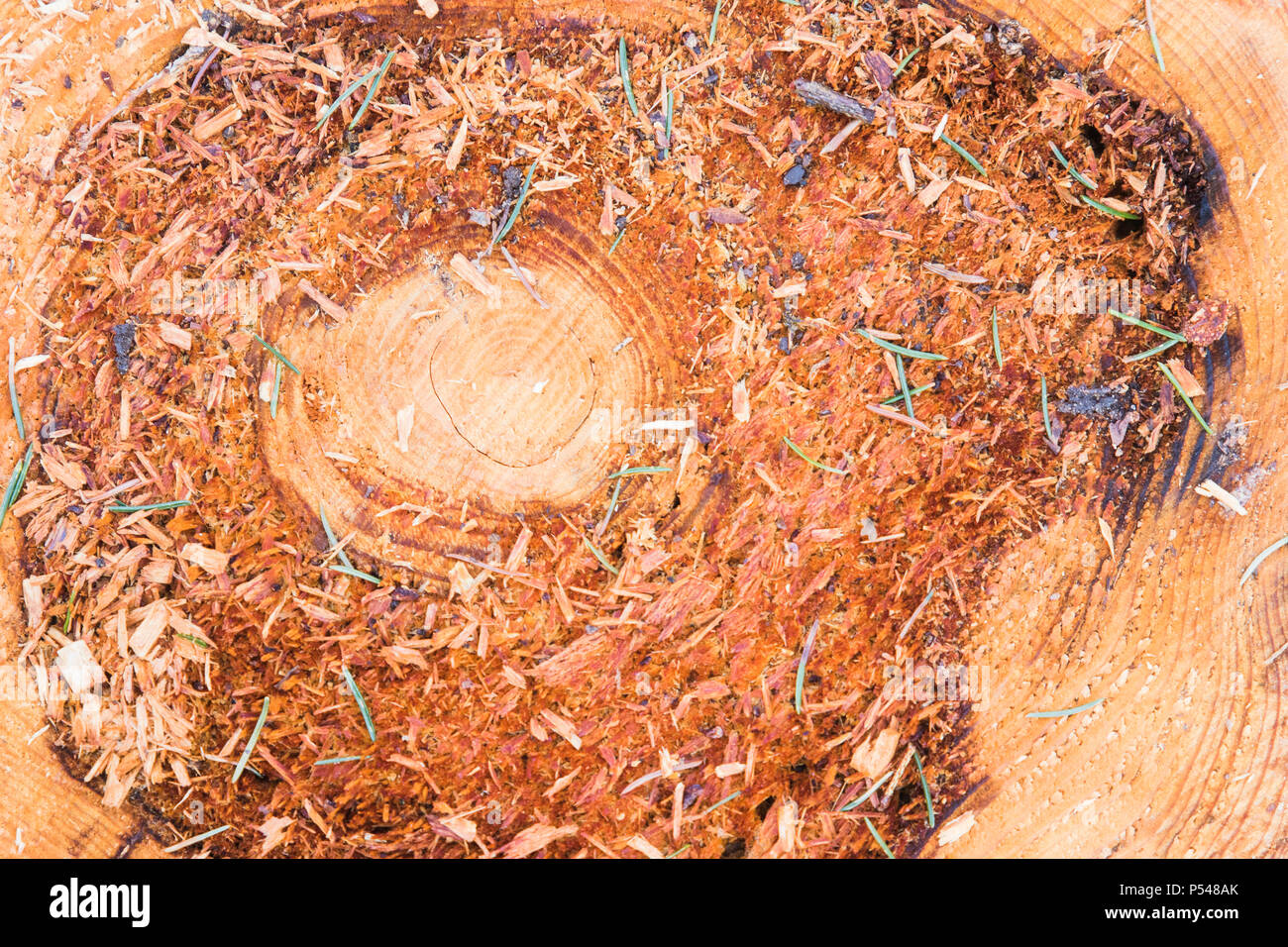 Tree rings growth hi-res stock photography and images - Alamy