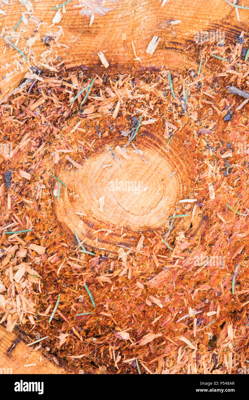 Wood texture with tree rings (growth rings Stock Photo - Alamy