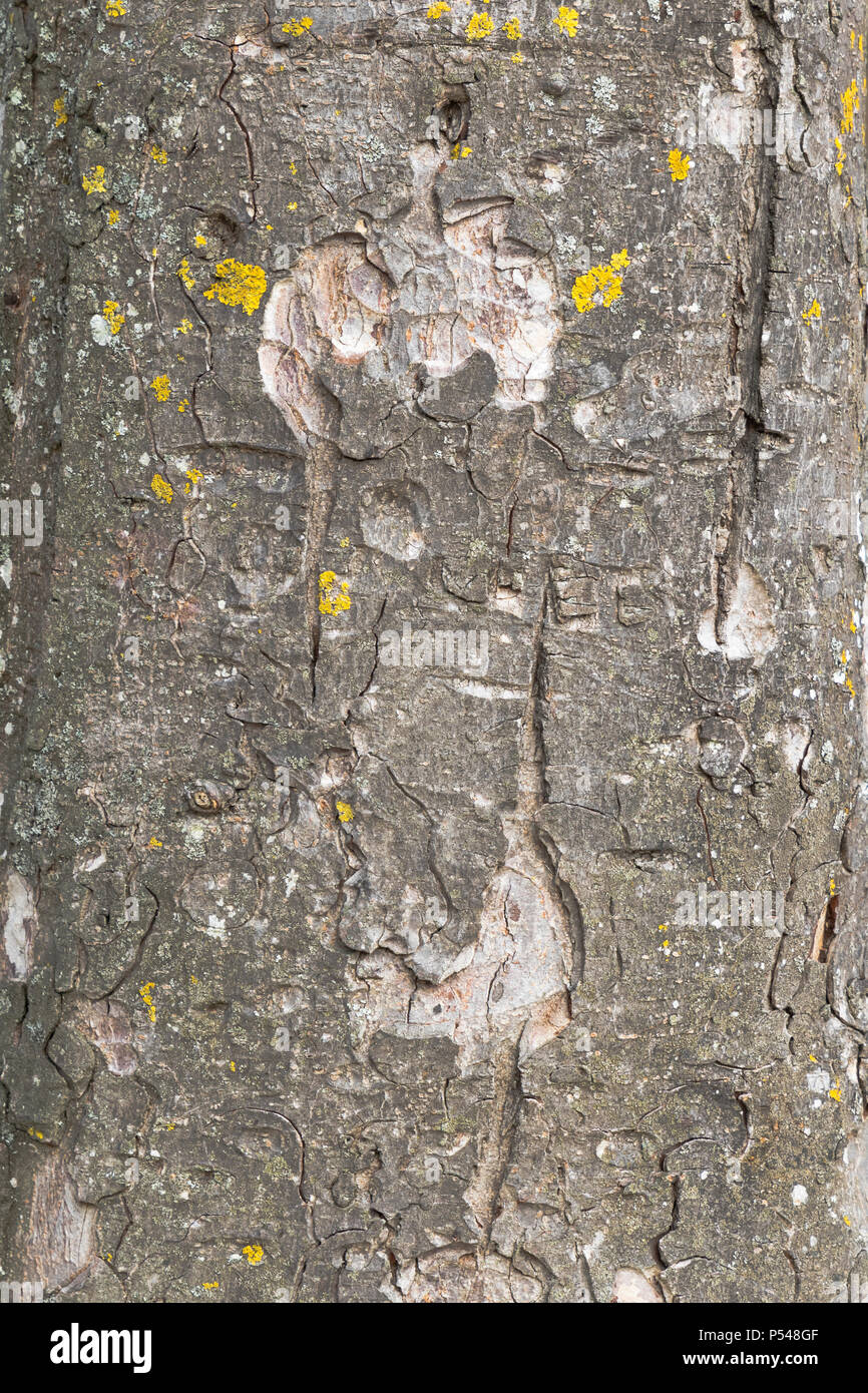 Old tree bark, close up texture as natural background Stock Photo - Alamy