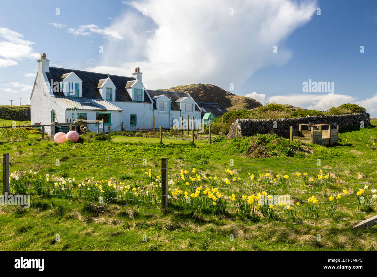 An isolated whitewashed cottage with a display of spring flowers on the ...