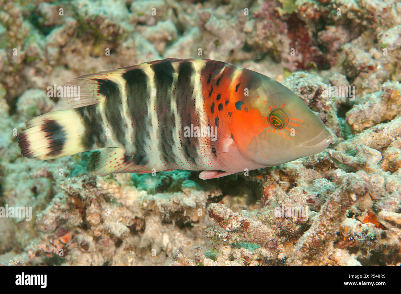 Cheilinus Fasciatus