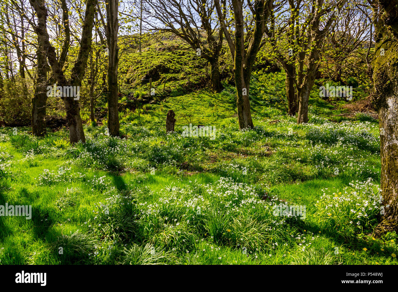Hebridean wild flowers hi-res stock photography and images - Alamy
