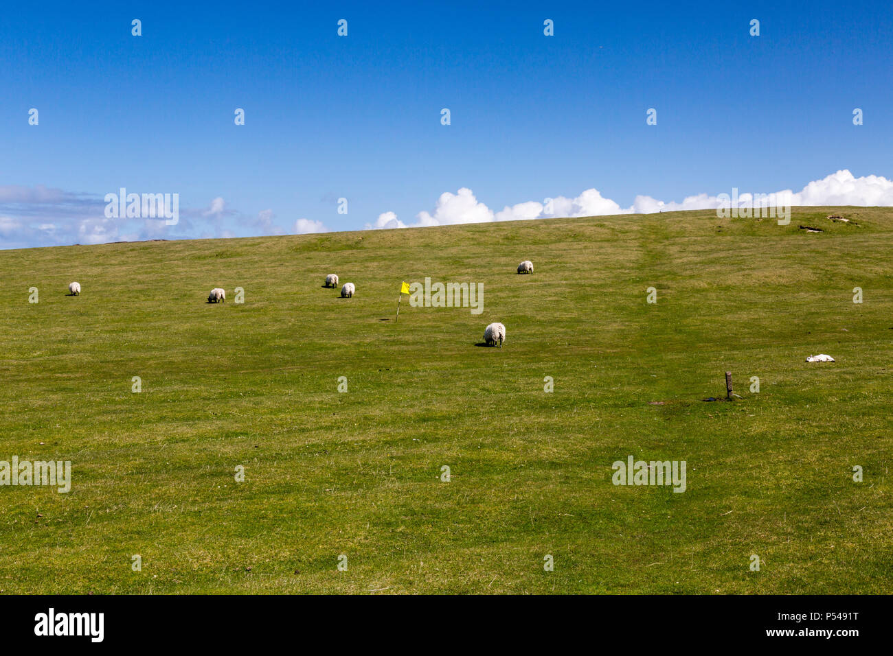 Golf course sheep hi-res stock photography and images - Alamy