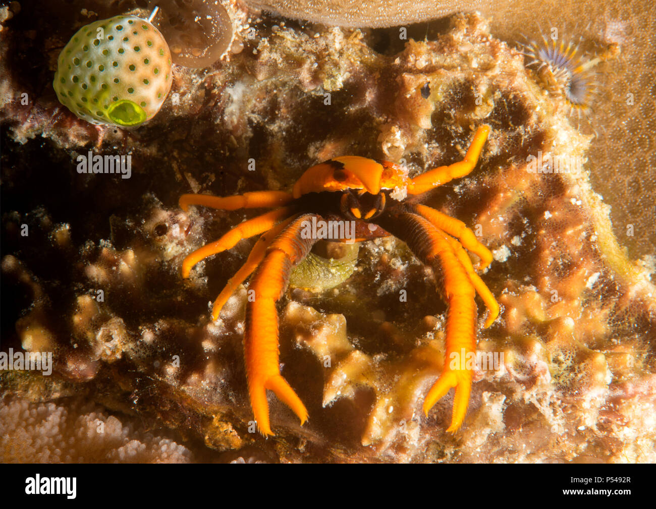 Coral red crab hi-res stock photography and images - Alamy