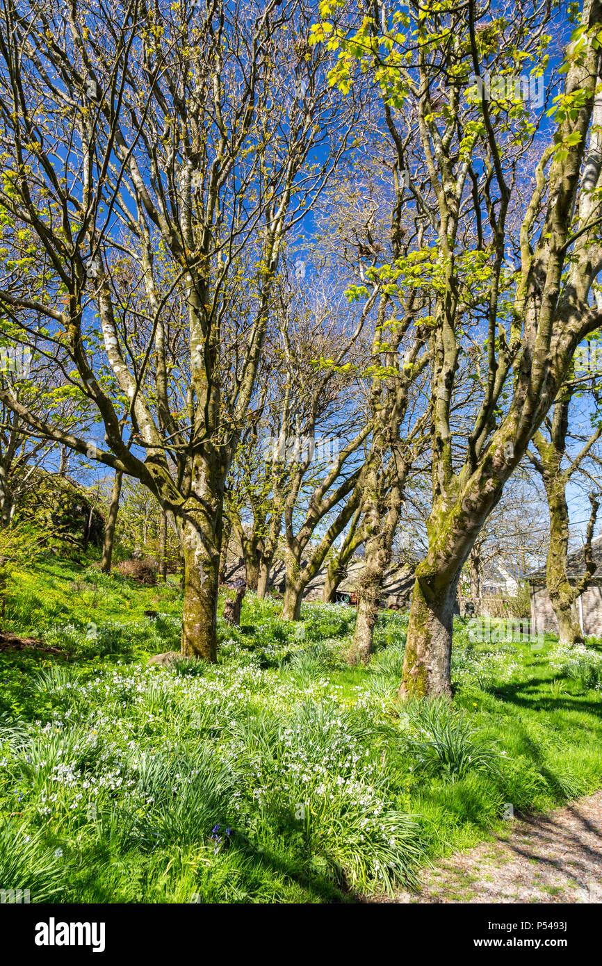 Spring flowers scotland hi-res stock photography and images - Alamy