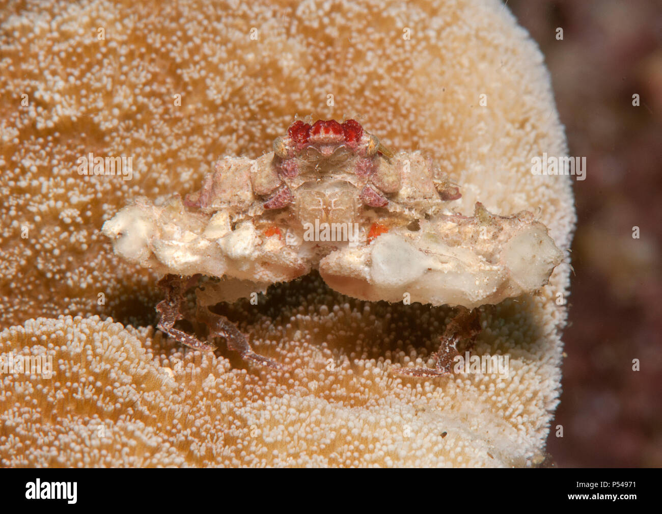 Black coral crab hi-res stock photography and images - Alamy
