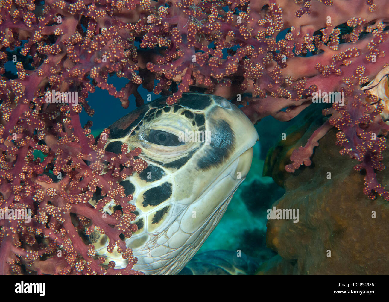 Big male green sea turtle (Chelonia mydas) rests between corals of Bali ...