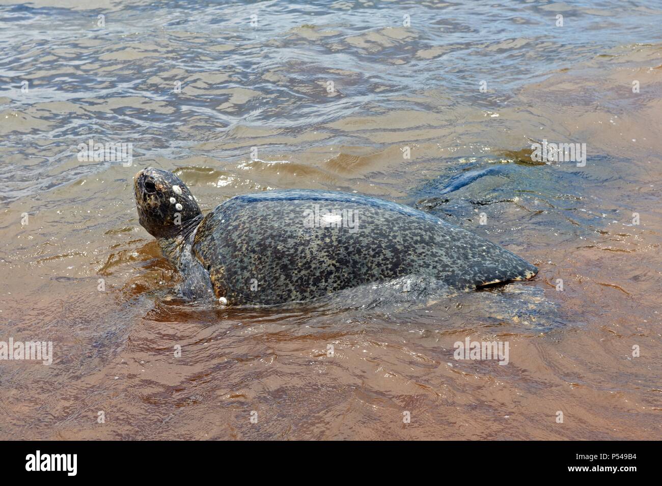 Hidden necked turtle hi-res stock photography and images - Alamy