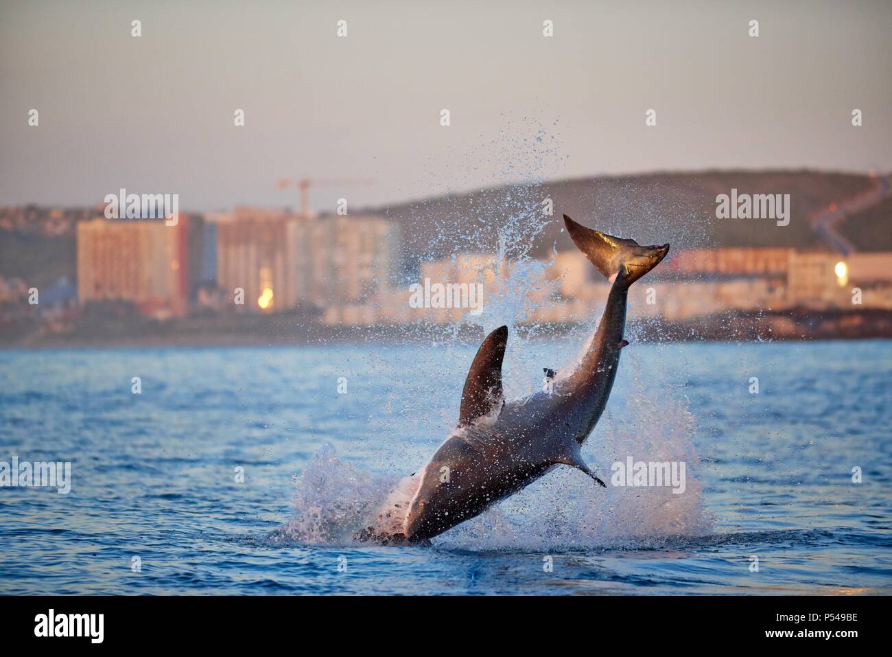 Great white shark side view hi-res stock photography and images - Alamy