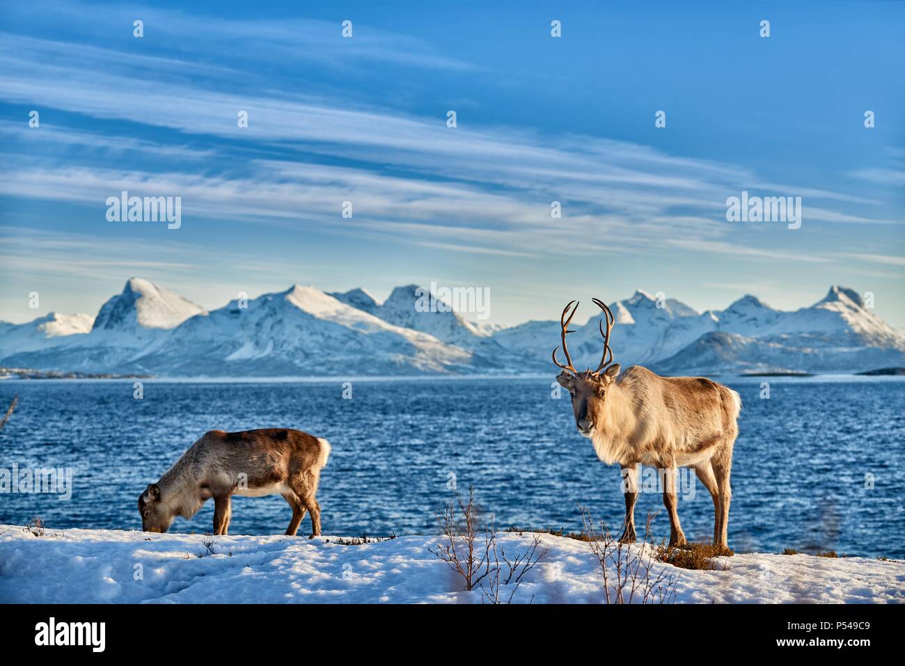 Norway food bank hi-res stock photography and images - Alamy