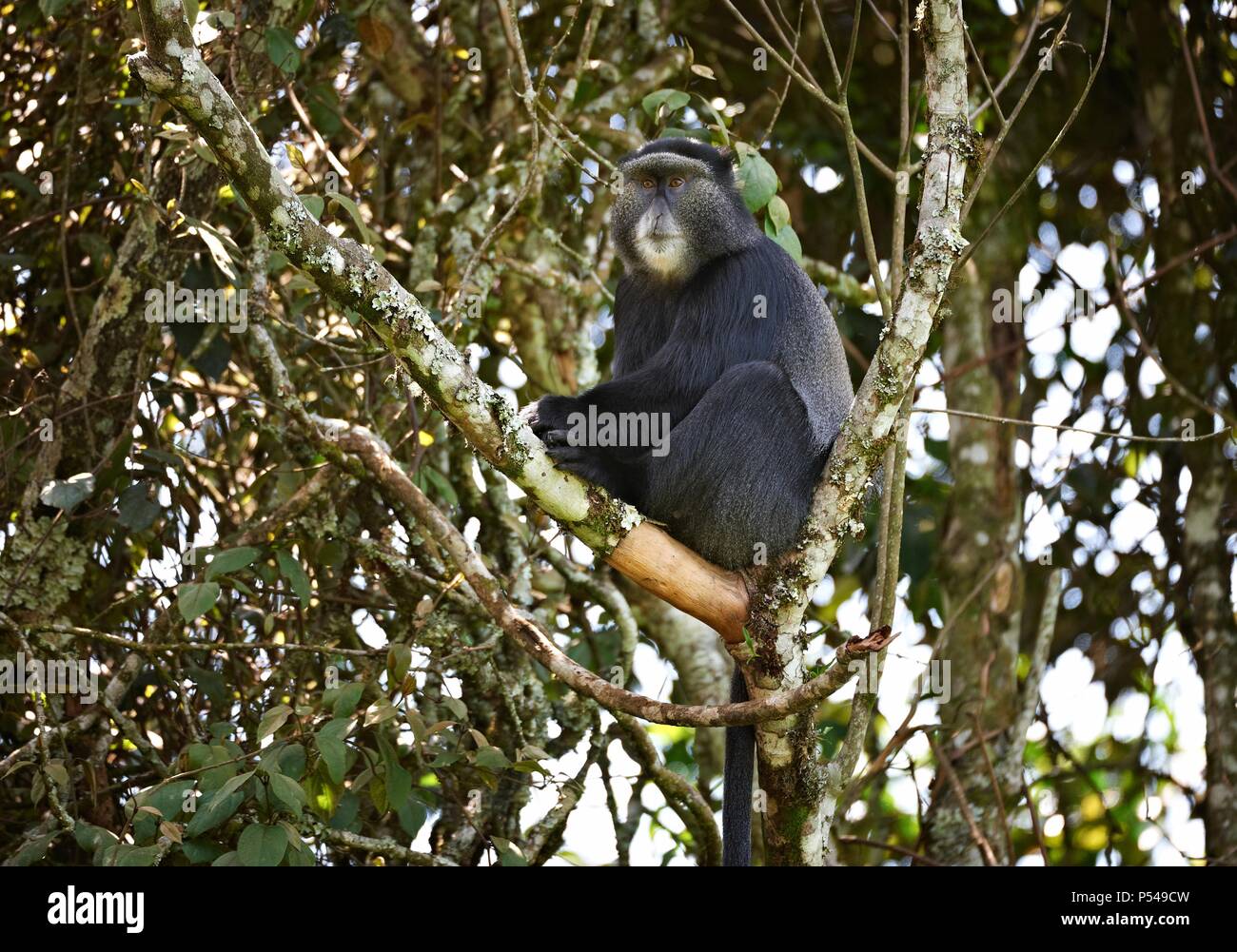 Blue monkey rwanda hi-res stock photography and images - Alamy