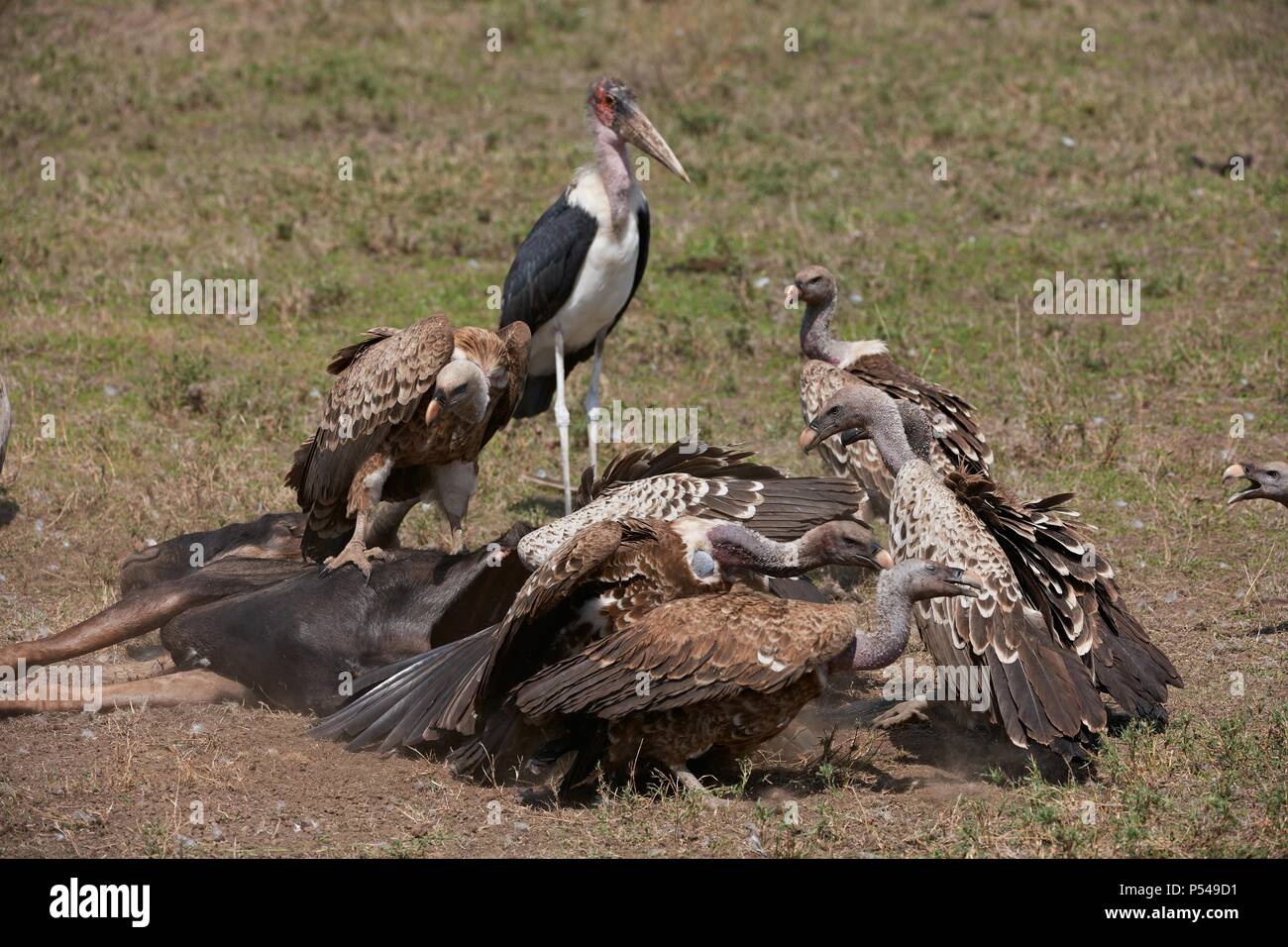 white-backed vultures and marabou Stock Photo - Alamy