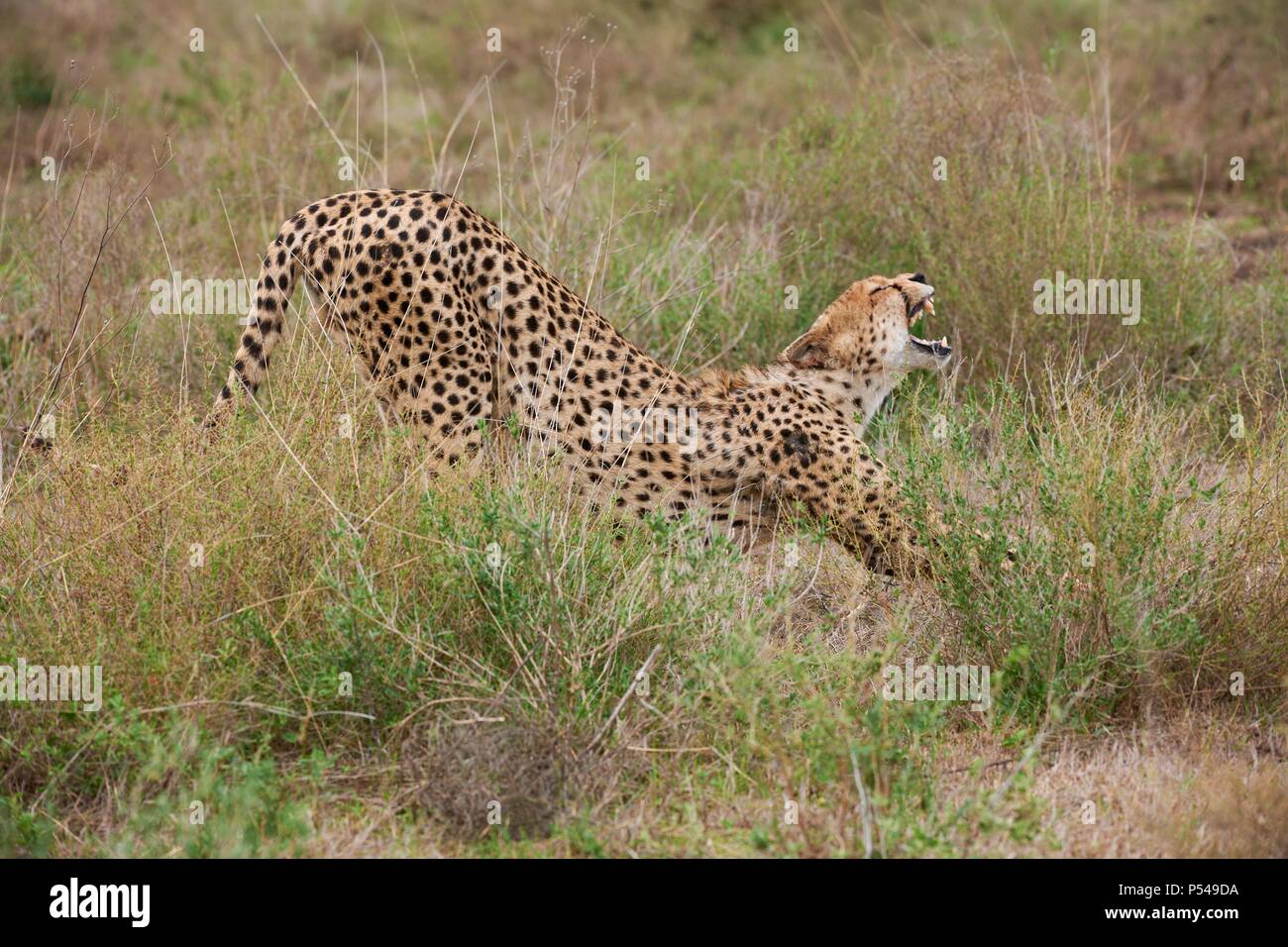 Cheetah cheetahs stretch stretching hi-res stock photography and images ...