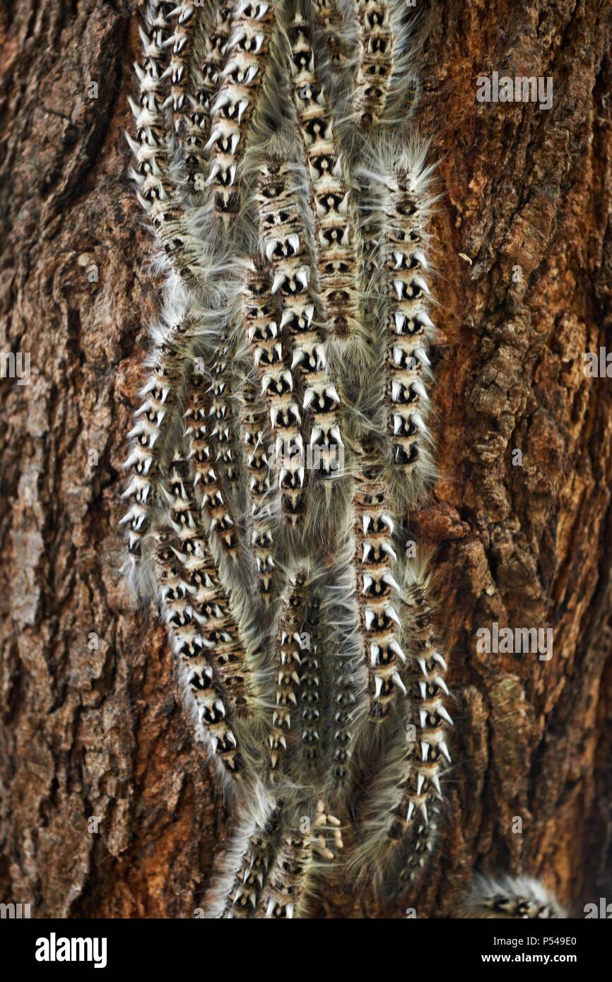 Looper caterpillars hi-res stock photography and images - Alamy