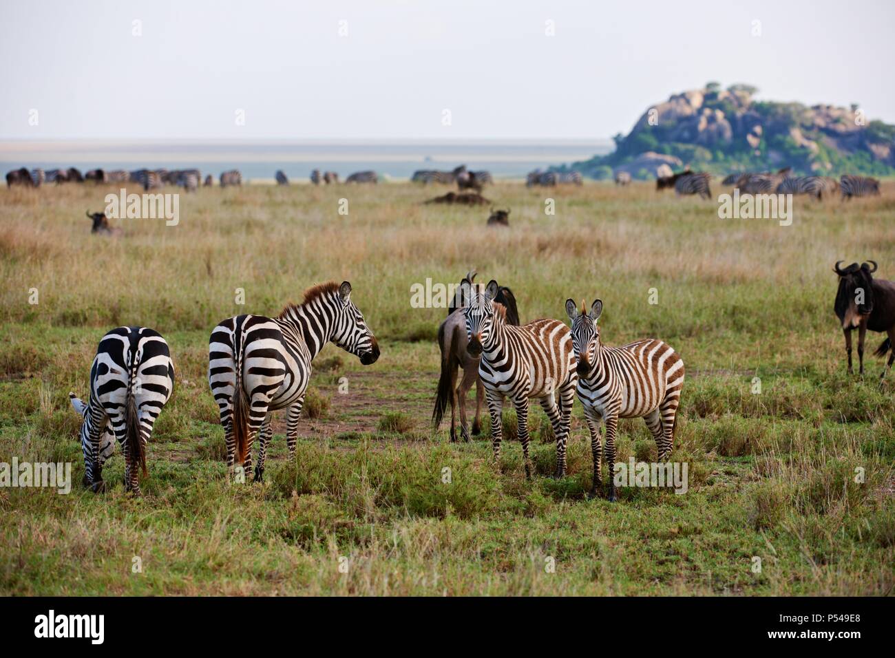 Two plains zebra equus quagga grazing grass hi-res stock photography ...