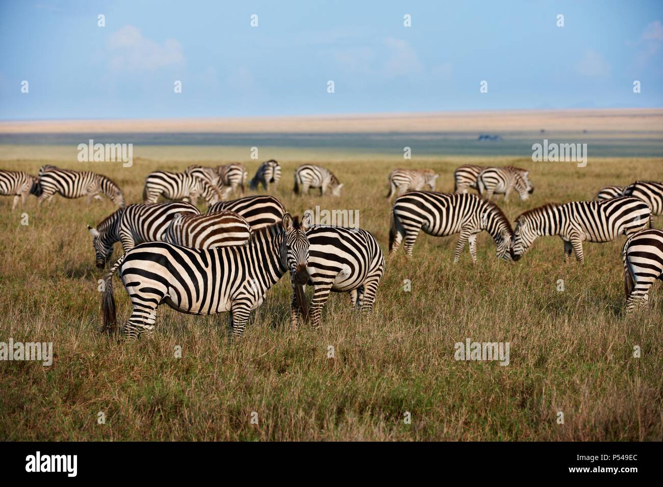 Two plains zebra equus quagga grazing grass hi-res stock photography ...