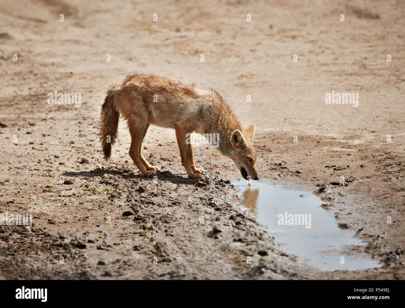 Wet jackal hi-res stock photography and images - Alamy