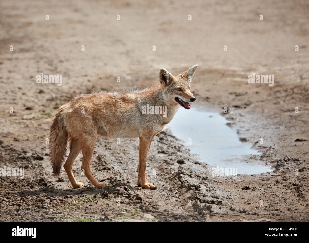 Wet jackal hi-res stock photography and images - Alamy