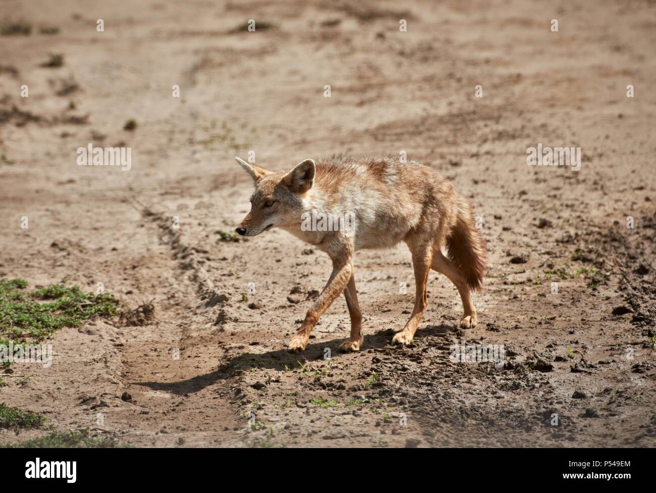 Serengeti jackals hi-res stock photography and images - Alamy