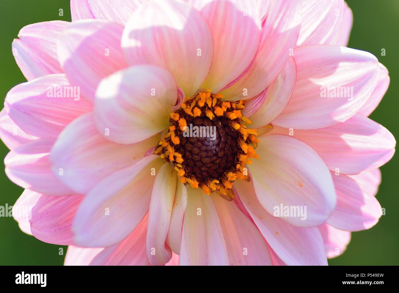 Macro details of pink flower in horizontal frame Stock Photo - Alamy