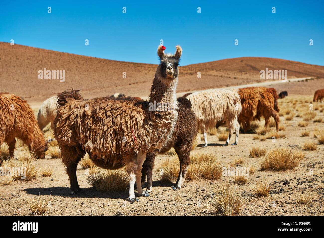 Llamas sky brown hi-res stock photography and images - Alamy