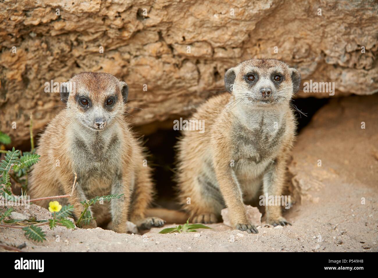Meerkat hiding hi-res stock photography and images - Alamy