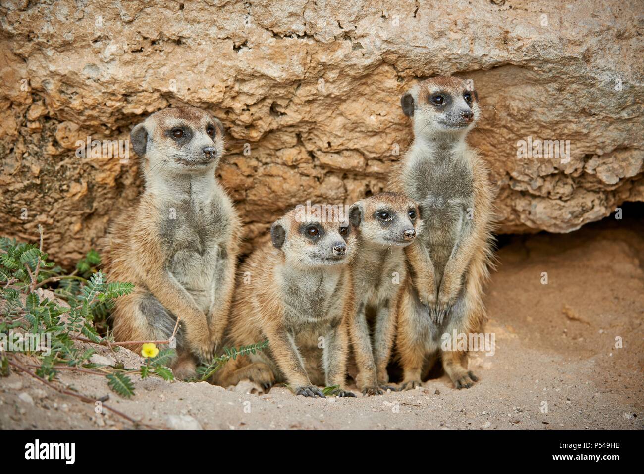 Meerkat hiding hi-res stock photography and images - Alamy