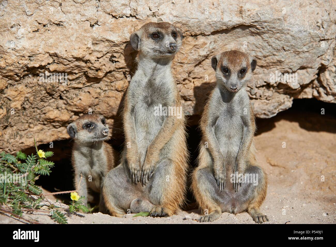 Meerkat hiding hi-res stock photography and images - Alamy