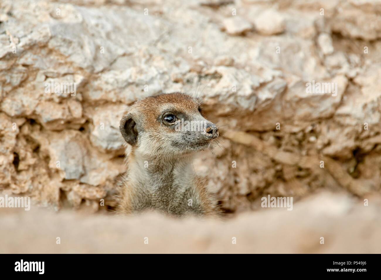suricat Stock Photo - Alamy