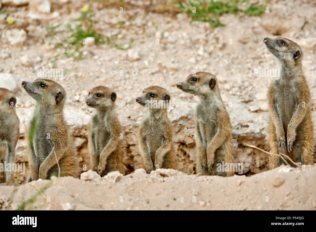 Suricat group hi-res stock photography and images - Alamy