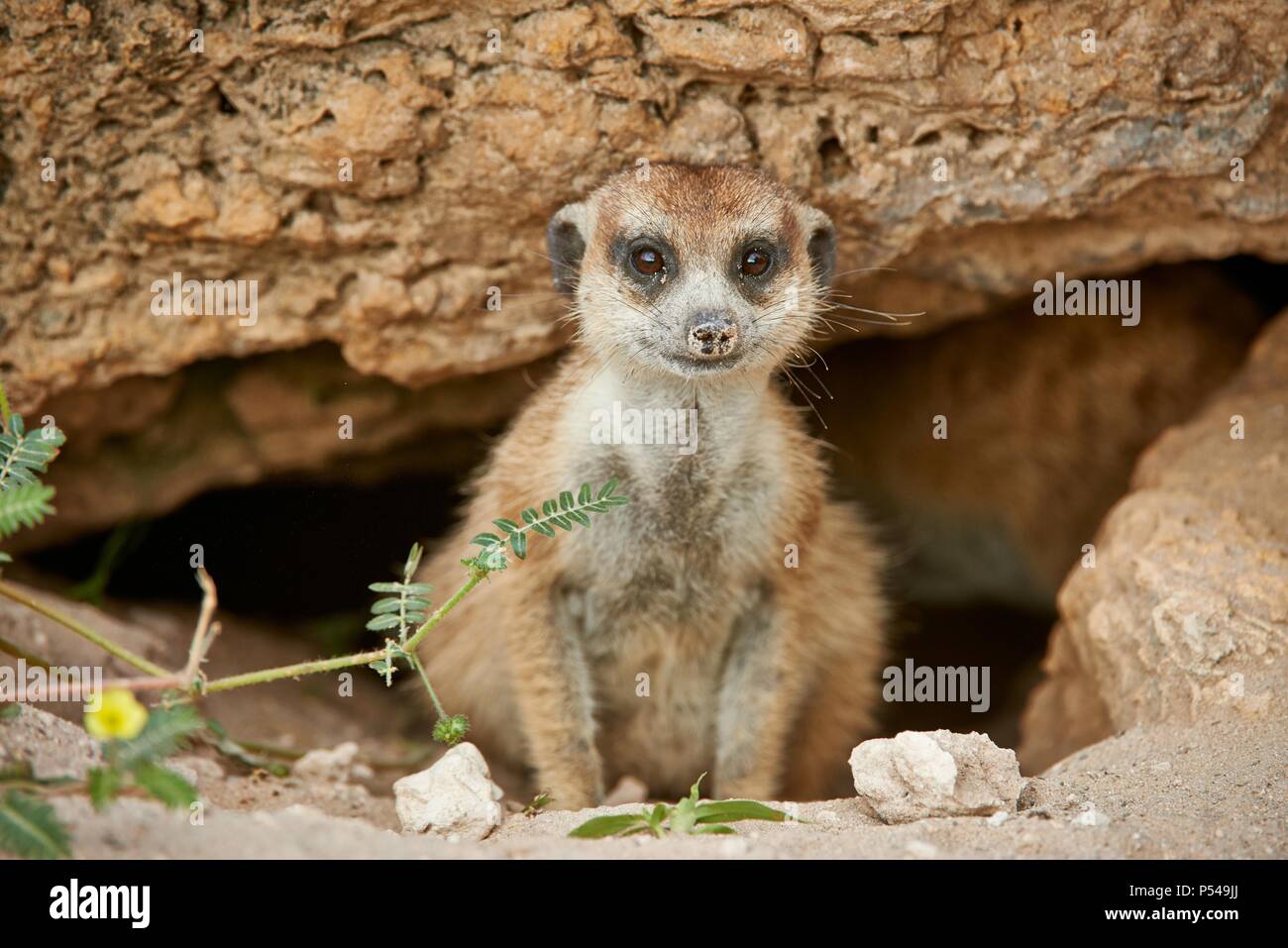Home of wild beasts hi-res stock photography and images - Alamy
