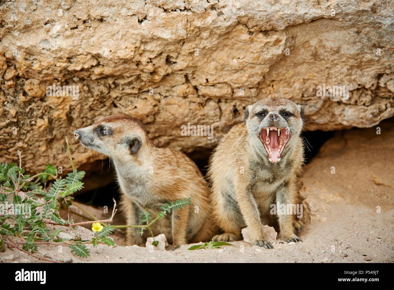 Mongoose africa teeth hi-res stock photography and images - Alamy